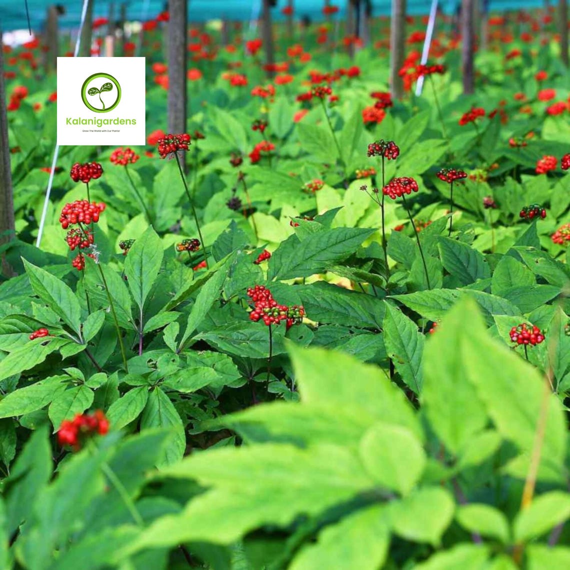 10 Asian Ginseng Seeds, Panax Ginseng Perennial Herb for Planting, Non ...