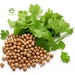 1000 Cilantro Seeds – Heirloom Coriander Herb, Non GMO, Outdoor ...