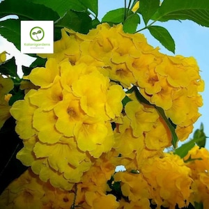 Esperanza Yellow Bells Plant: Tecoma Stans Live Starter Plant - Etsy