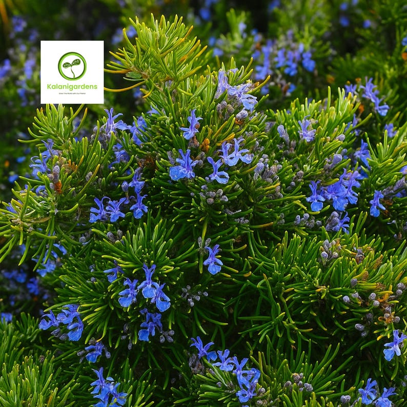 Rosemary Live Starter Plant, Fresh Herb for Cooking & Aromatherapy, Non ...