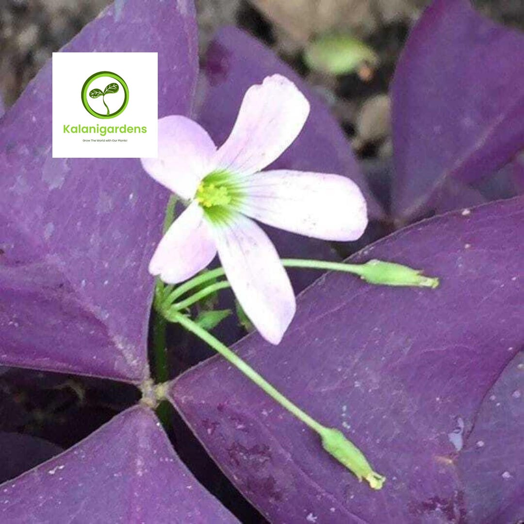 Purple Shamrock Bulbs: Oxalis Triangularis, Rare Indoor Plant Starter ...