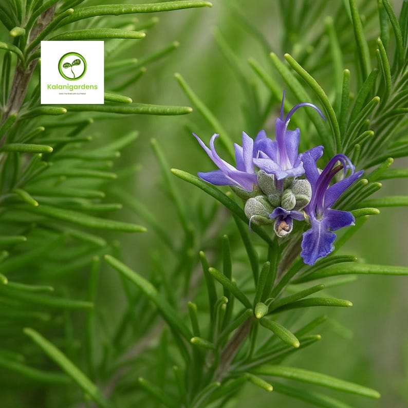 Rosemary Live Starter Plant, Fresh Herb for Cooking & Aromatherapy, Non ...