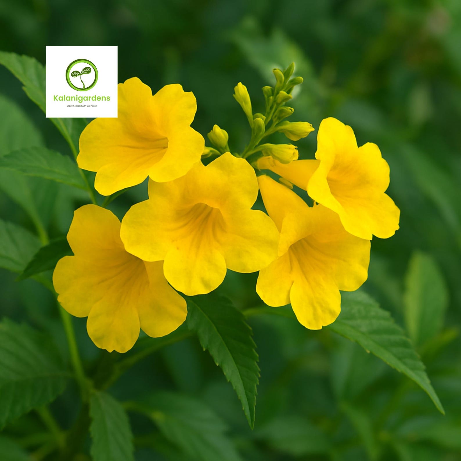 Esperanza Yellow Bells Plant: Tecoma Stans Live Starter Plant - Etsy