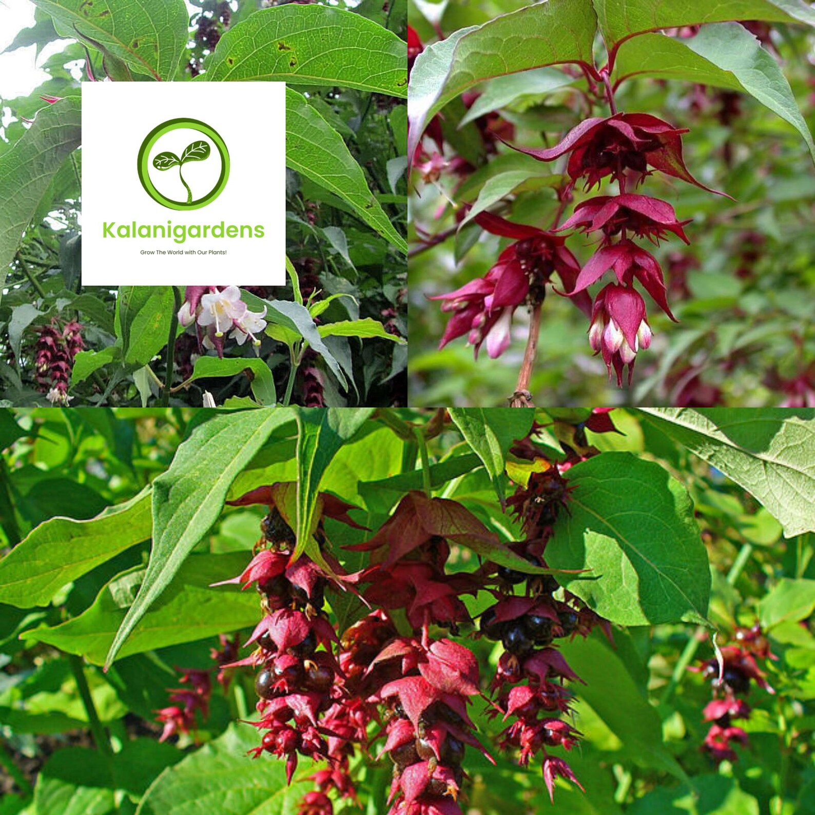 200 Himalayan Honeysuckle Seeds: Rare Perennial Flowering Bush - Etsy