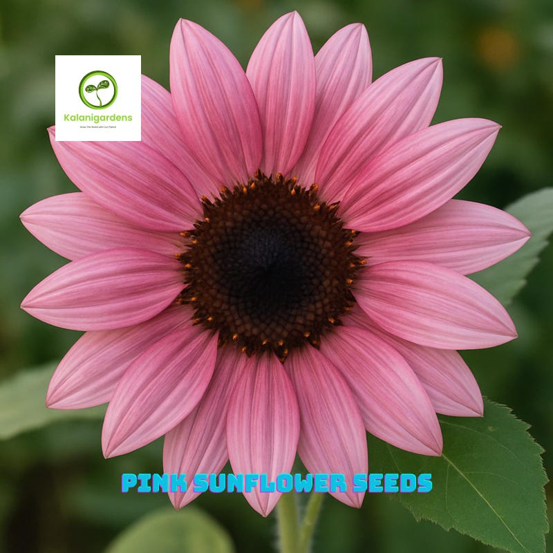 Pink Sunflower - Etsy