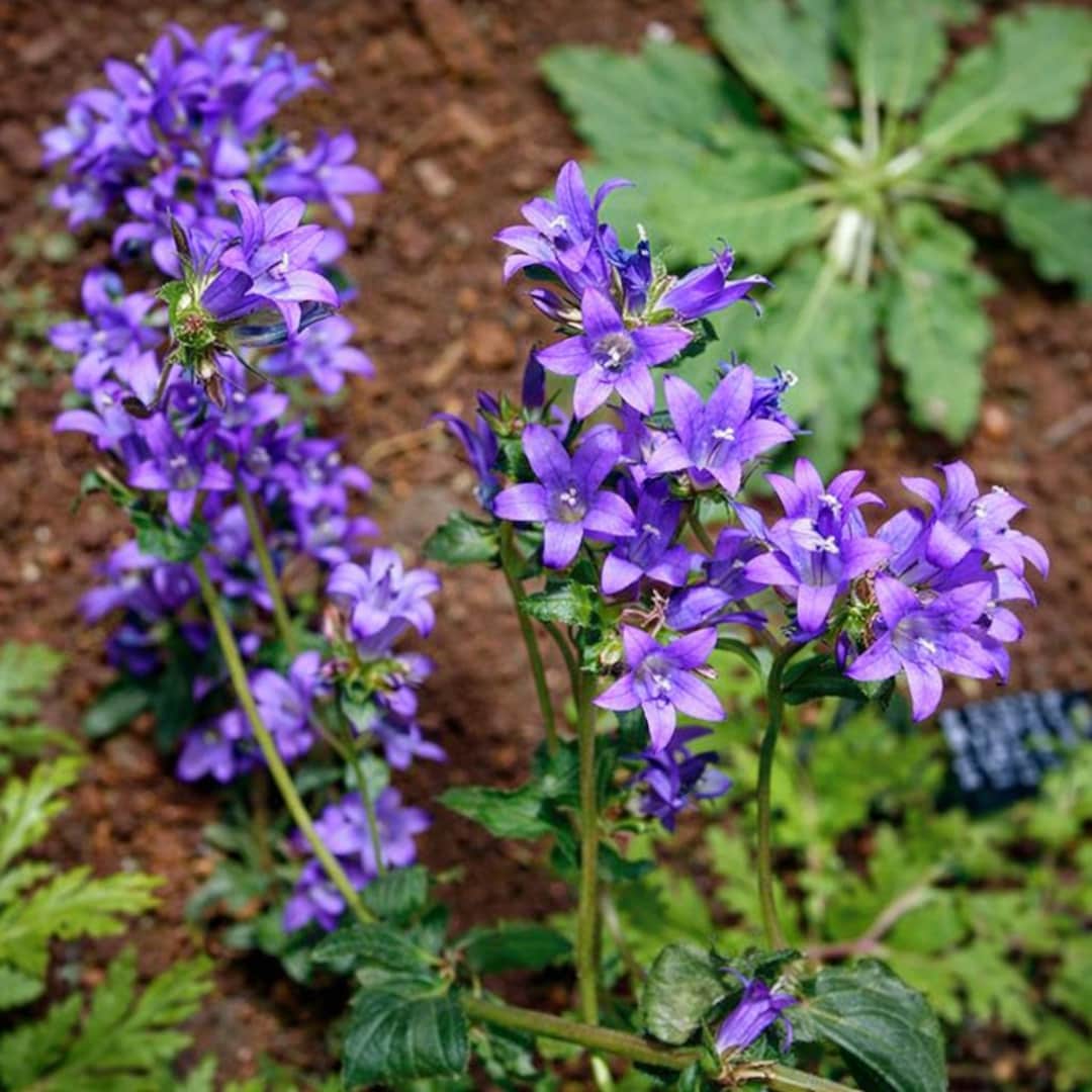 200 Blue Clustered Bellflower Seeds, Hardy Perennial, Easy to Grow ...