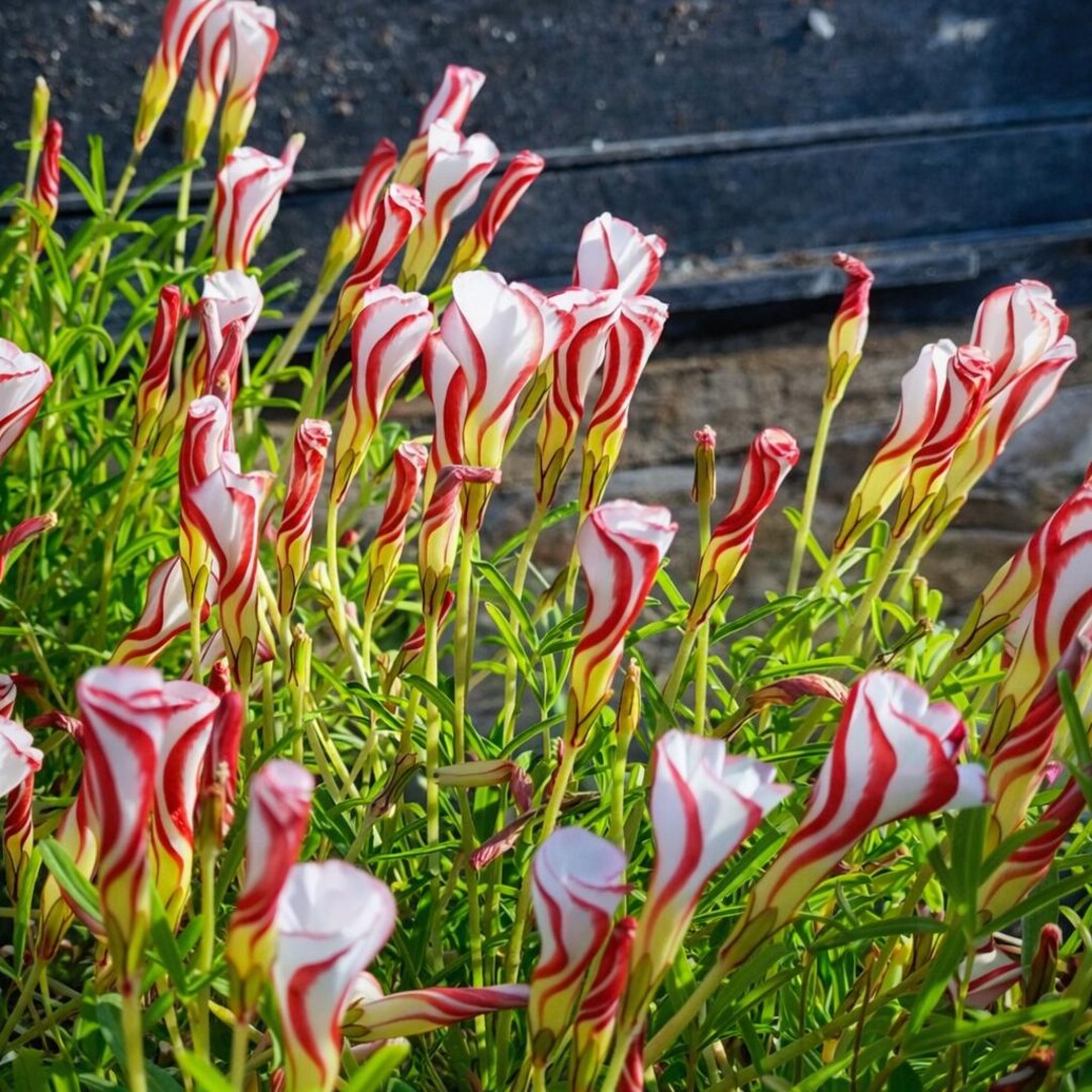 10 Candy Cane Oxalis Seeds – Red & White Striped Shamrock, Winter Bloom ...
