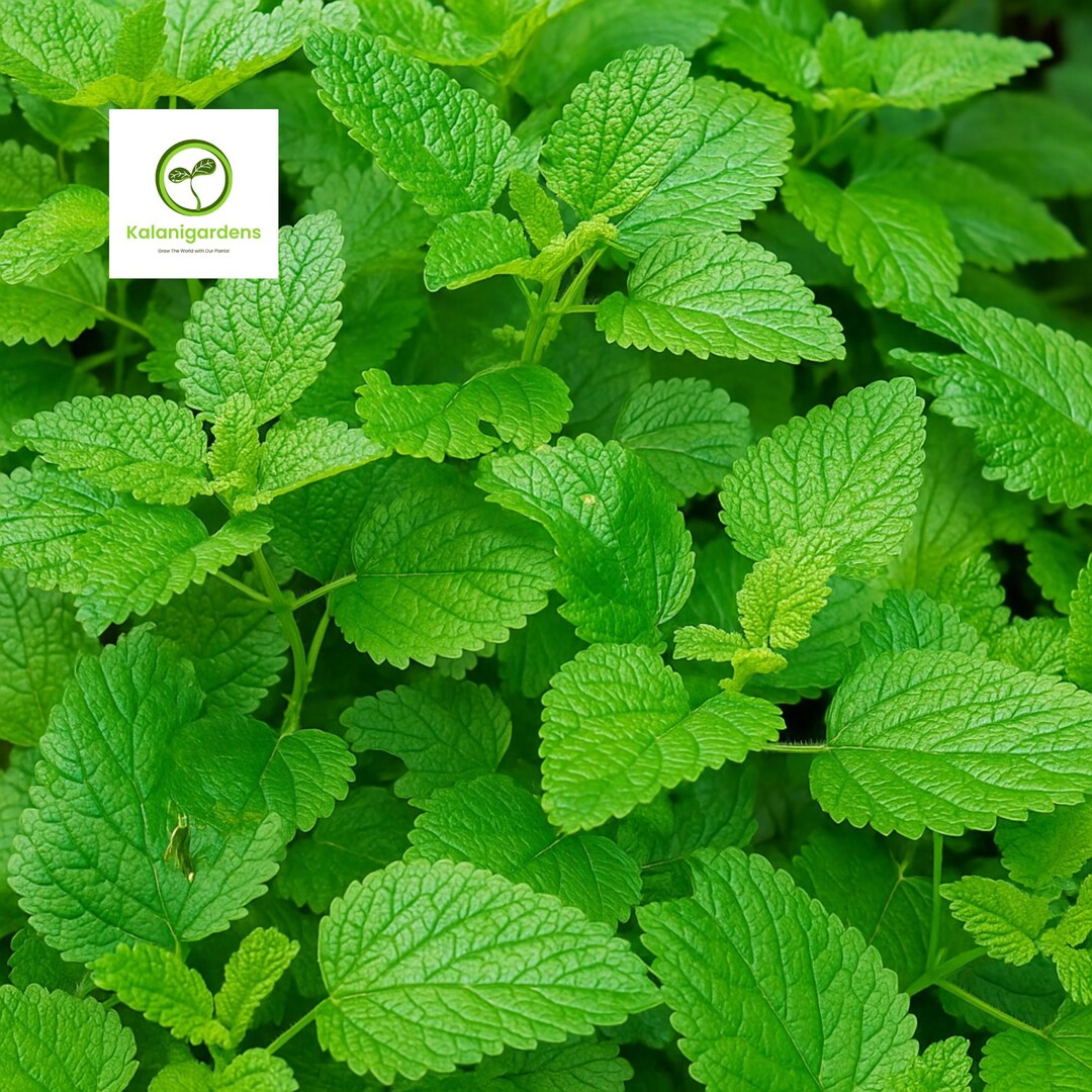 Live Mint Herb Plant - 10" Tall - Indoor/outdoor Garden - Etsy