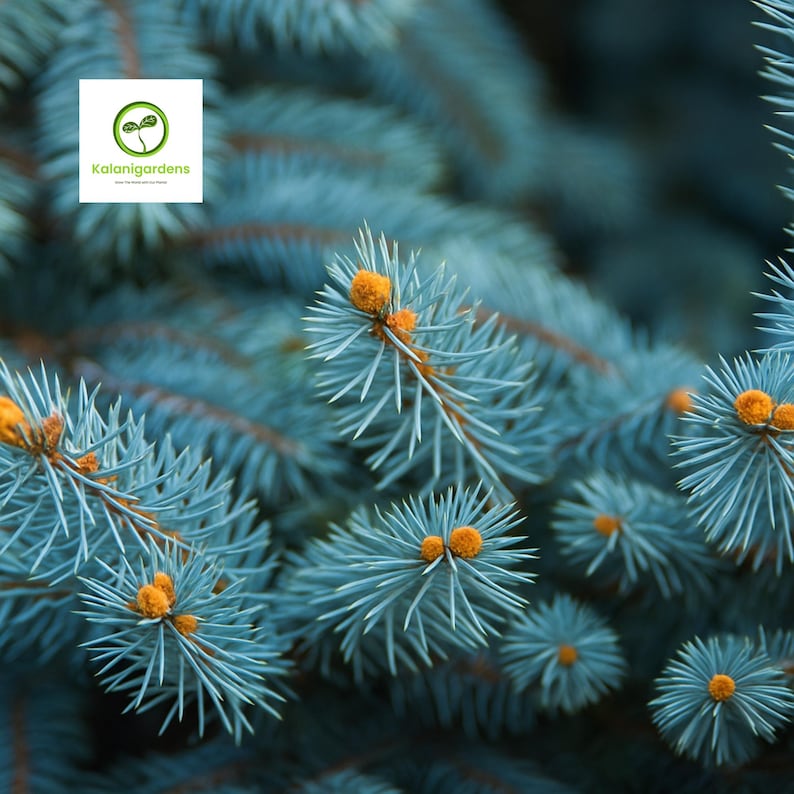 Colorado Blue Spruce Seedlings: Picea Pungens - Cold Hardy Potted Trees ...