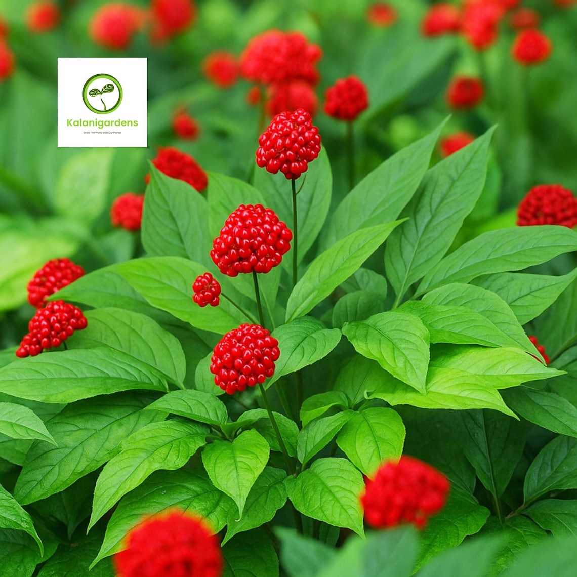 10 Asian Ginseng Seeds, Panax Ginseng Perennial Herb for Planting, Non ...