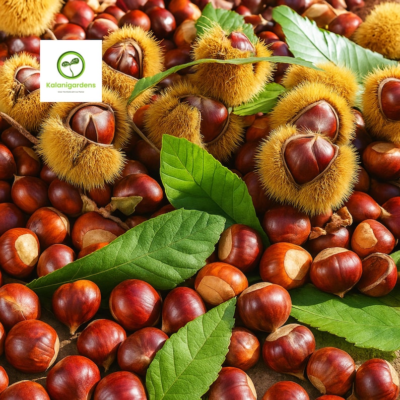 Dunstan Chestnut Tree 10–20" Bare Root, Fast-growing Hybrid Nut Tree ...