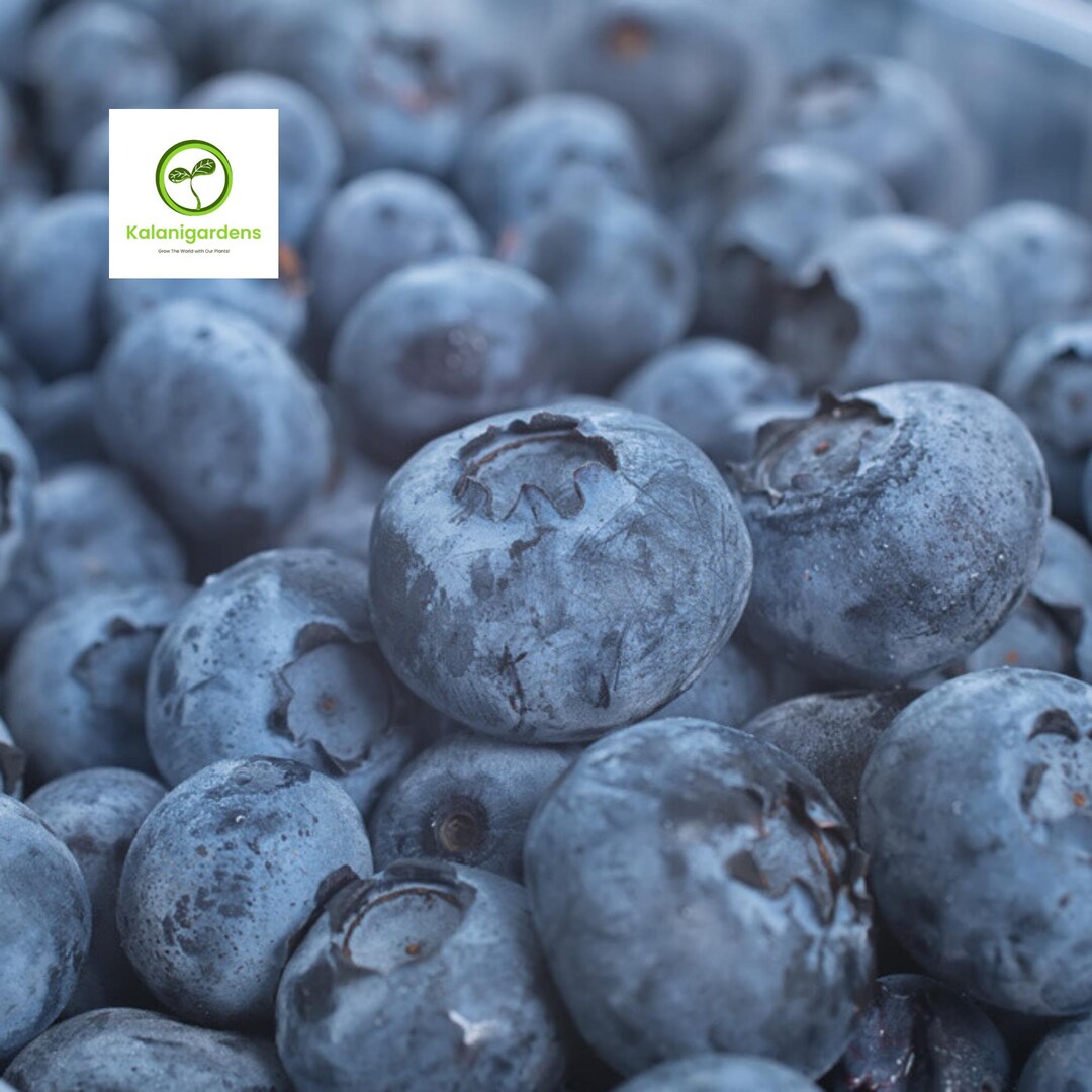 Live Blueberry Plant, Cold Hardy, Edible Berry Bush, Non GMO, Perennial ...
