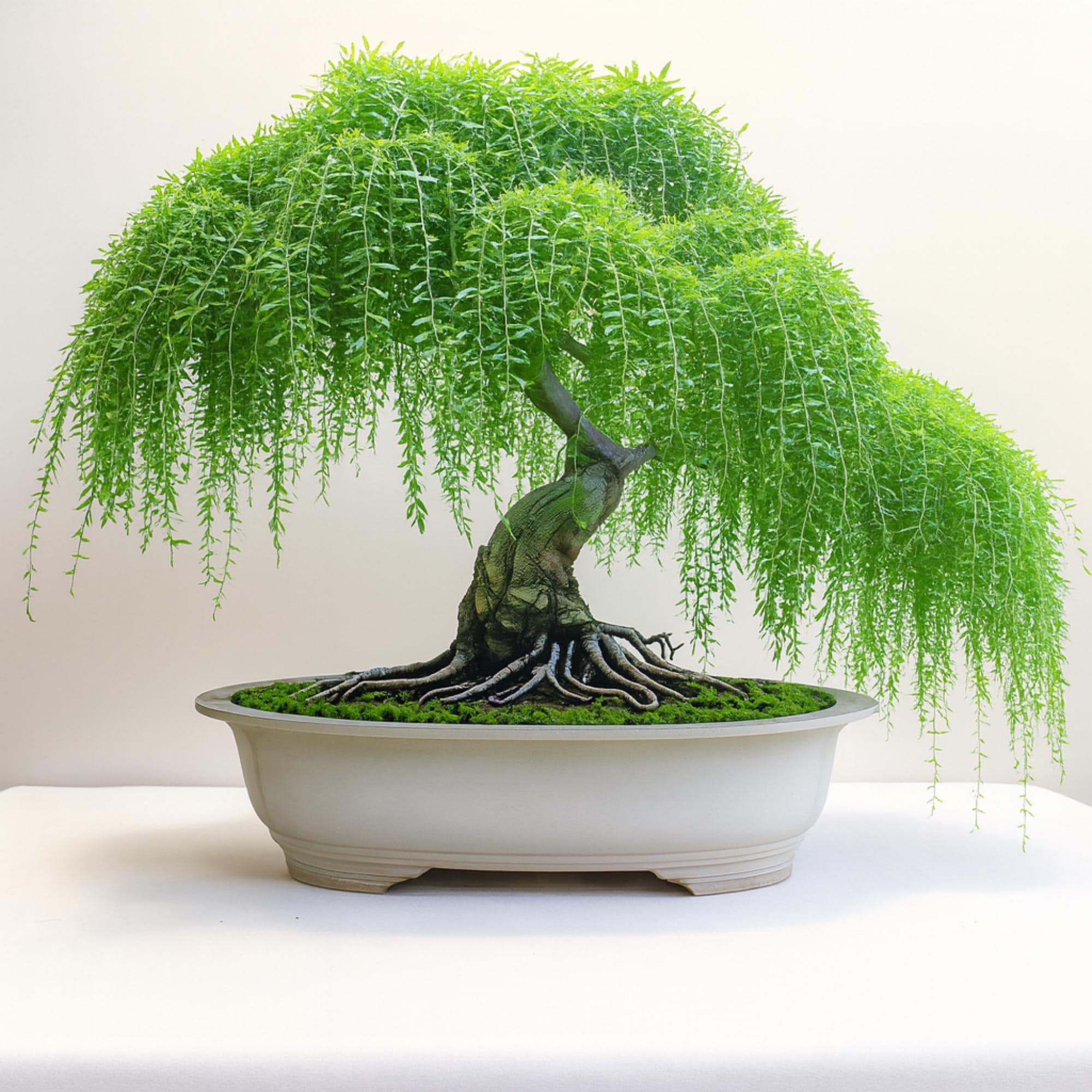 Live Green Weeping Willow Bonsai Cutting Tree, Indoor-outdoor Bonsai ...