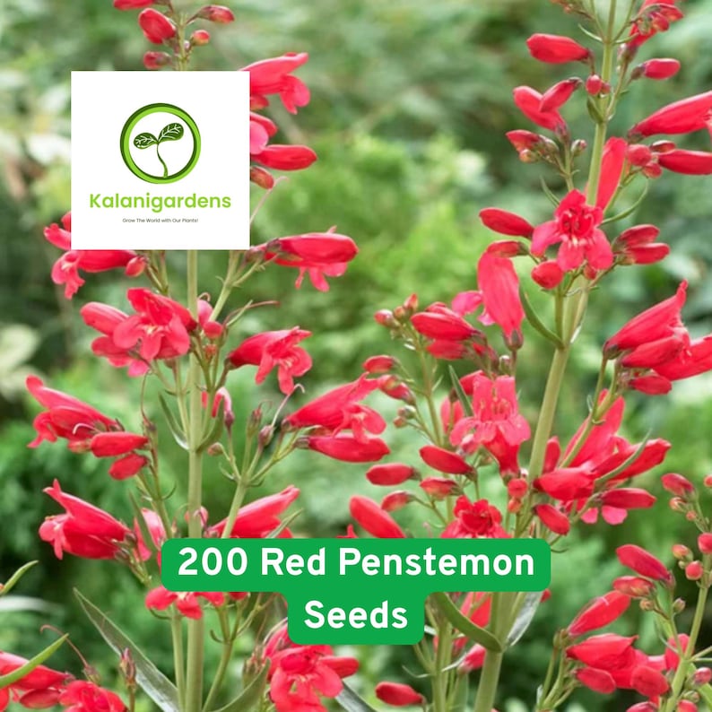 200 Red Penstemon Seeds, Eaton's Beardtongue, Native Perennial ...
