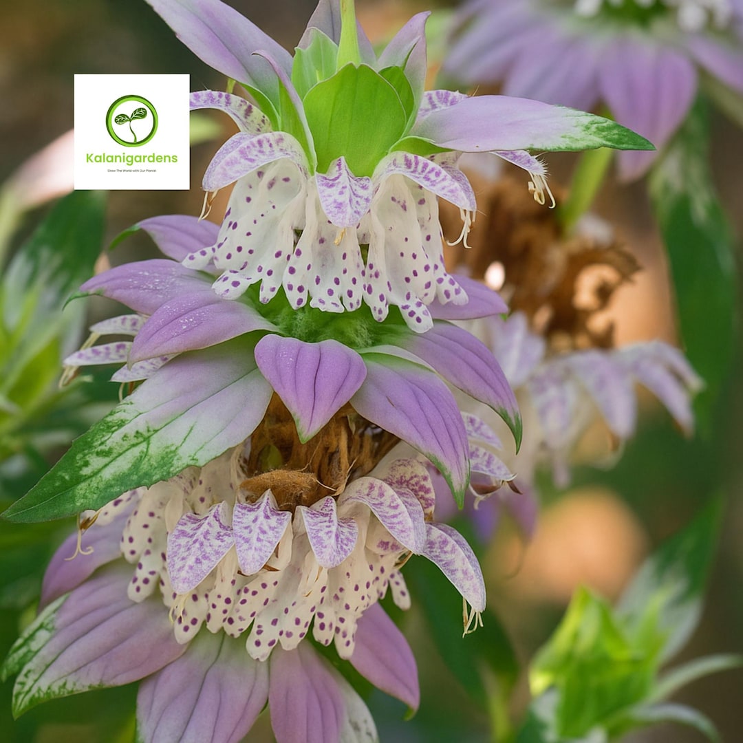 Spotted Bee Balm Live Starter Plant – Monarda Punctata, Pollinator Herb ...