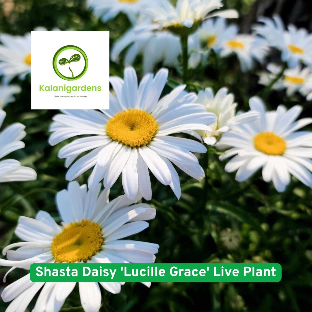 Rare 'lucille Grace' Shasta Daisy Live Plant, Everblooming, Cold Hardy ...