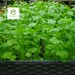 1000 Cilantro Seeds – Heirloom Coriander Herb, Non GMO, Outdoor ...