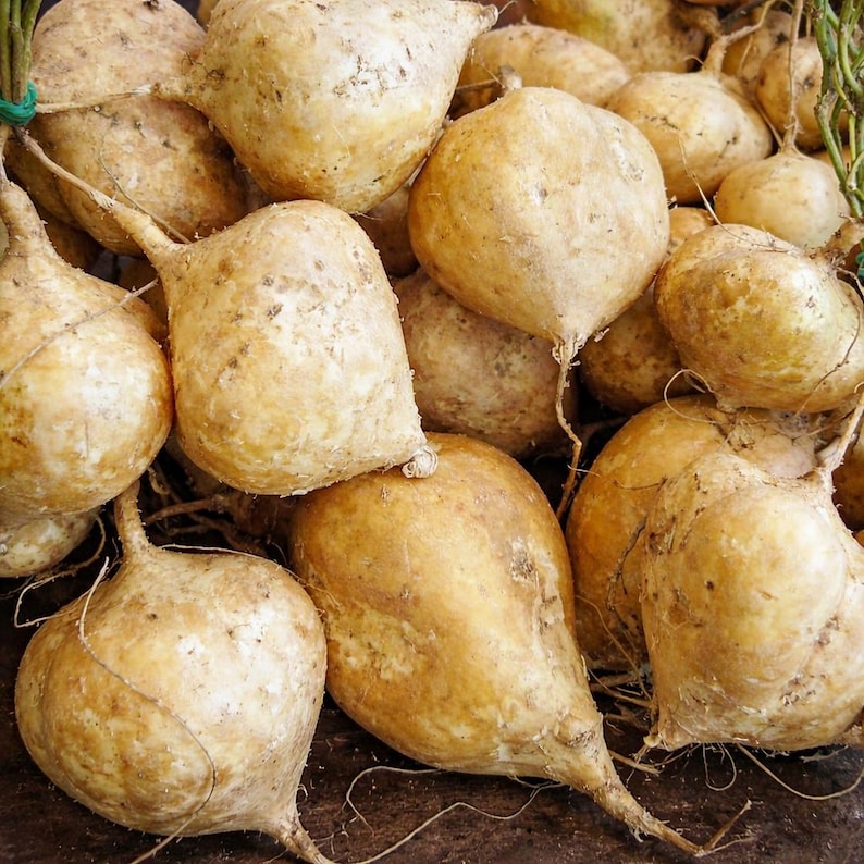 6 Jicama Mexican Yam Bean Seeds, Heirloom NON-GMO, Edible Root ...