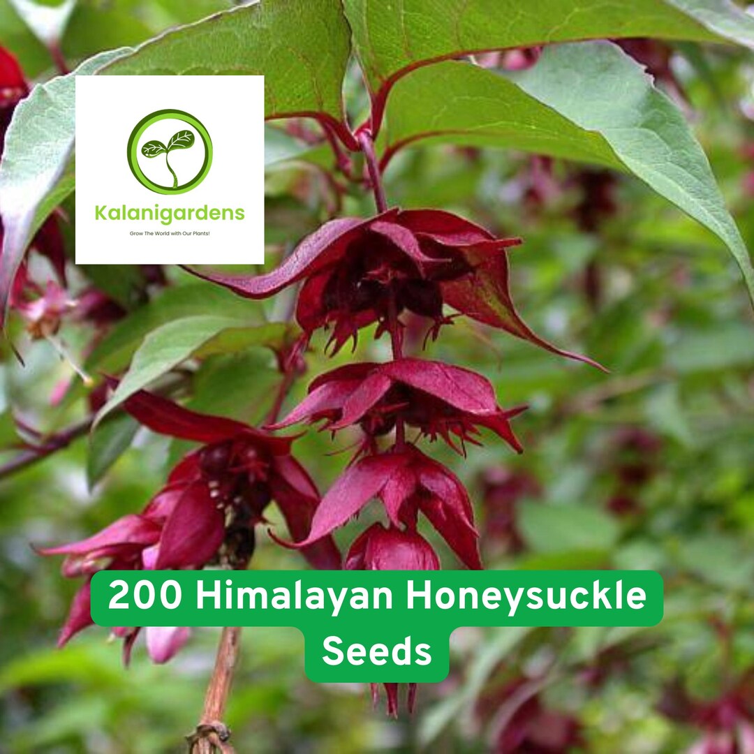 Himalayan Honeysuckle 200 Seeds, Hardy Perennial Flowering Bush, Rare ...
