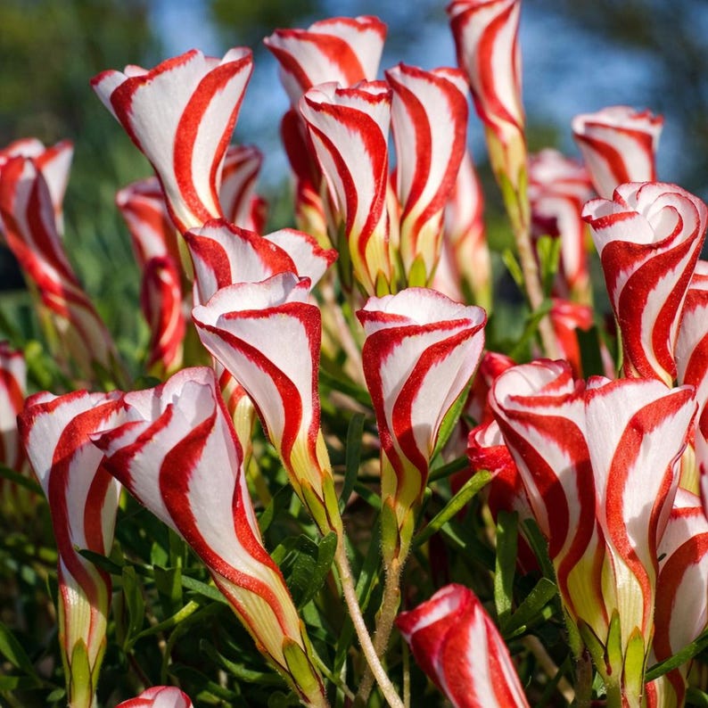 10 Candy Cane Oxalis Seeds – Red & White Striped Shamrock, Winter Bloom ...