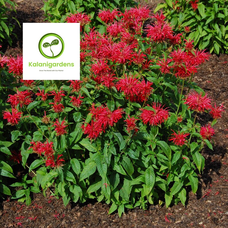 Bee Balm 'fireball' Live Plant: Red Monarda Perennial, Pollinator ...