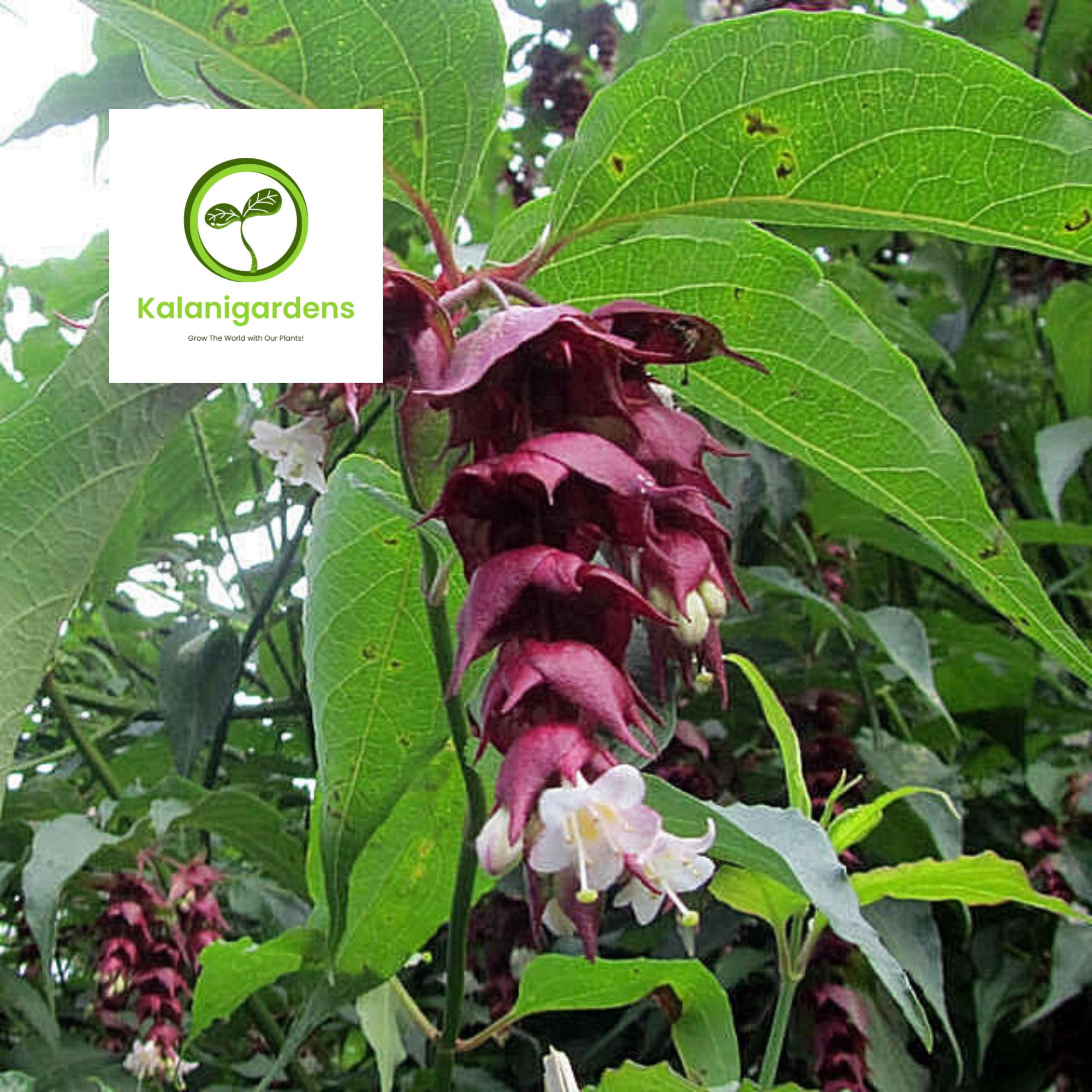 200 Himalayan Honeysuckle Seeds: Rare Perennial Flowering Bush - Etsy