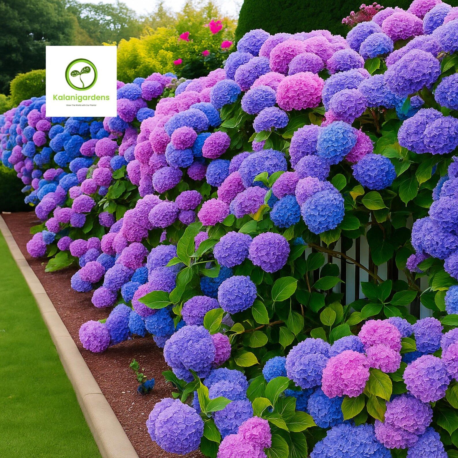 25 Hydrangea Mixed Seeds, Blue, Pink, & Purple Perennial Blooms ...