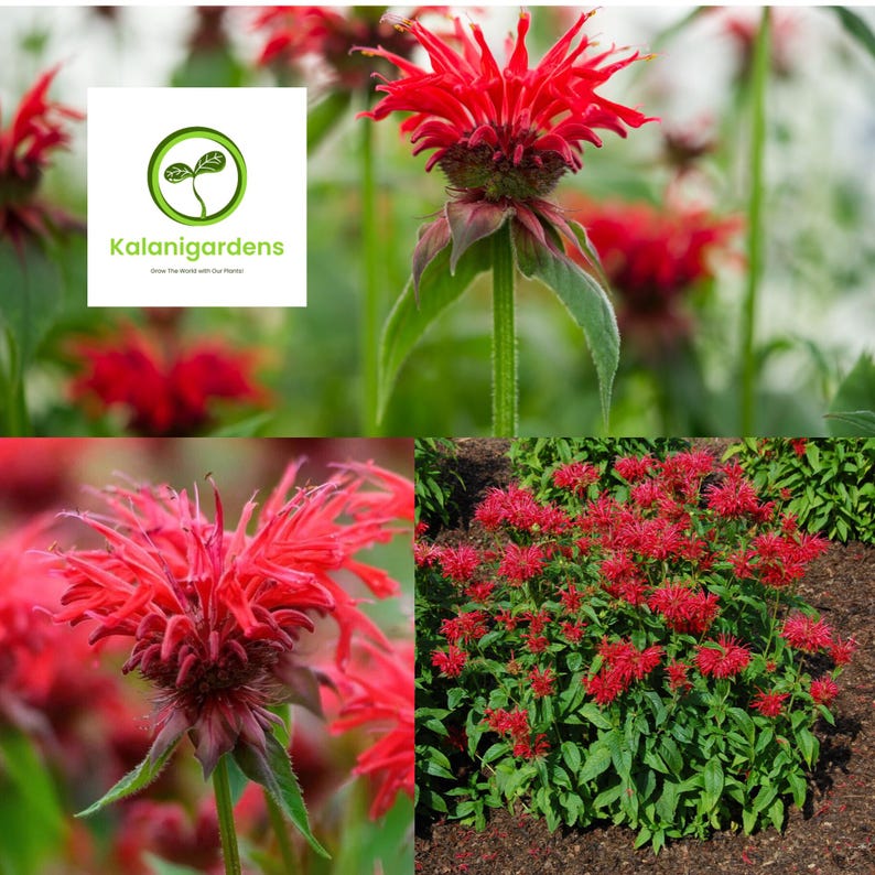 Bee Balm 'fireball' Live Plant: Red Monarda Perennial, Pollinator ...