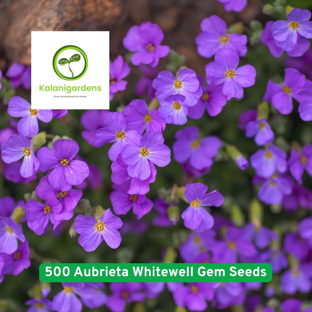 500 Aubrieta Whitewell Gem Seeds, Purple Rock Cress, Perennial, Non-gmo ...