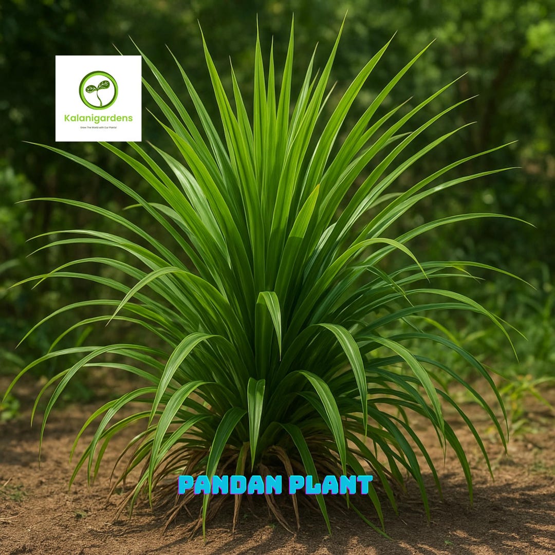 Pandan Plant (pandanus Amaryllifolius), 1 Tissue Culture Plug 3–6 ...
