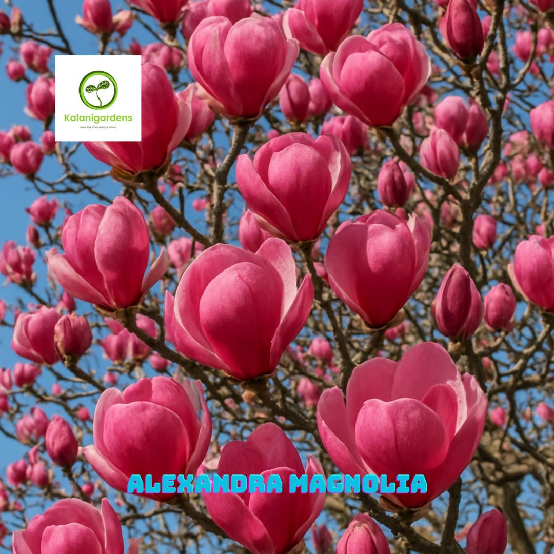 5 Alexandra Magnolia Seeds, Fragrant Lily Flower Tree for Garden ...