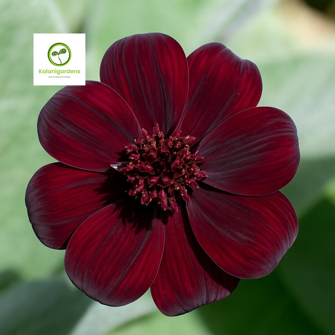 200 Chocolate Cosmos Seeds – Exotic Perennial Flowers, Pollinator ...