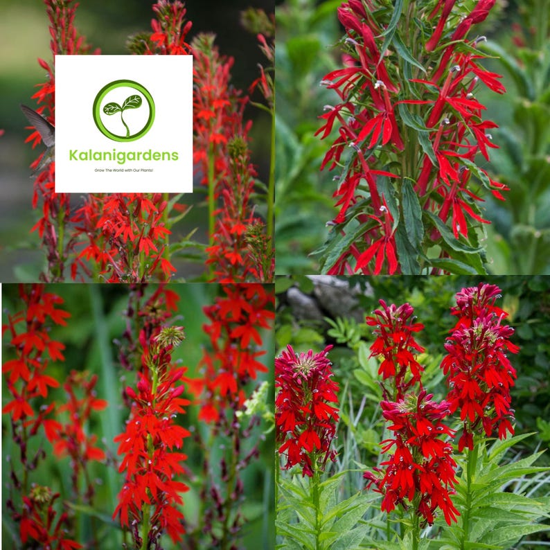 200 Cardinal Flower Seeds, Vibrant Red Perennial Blooms, Hummingbird ...