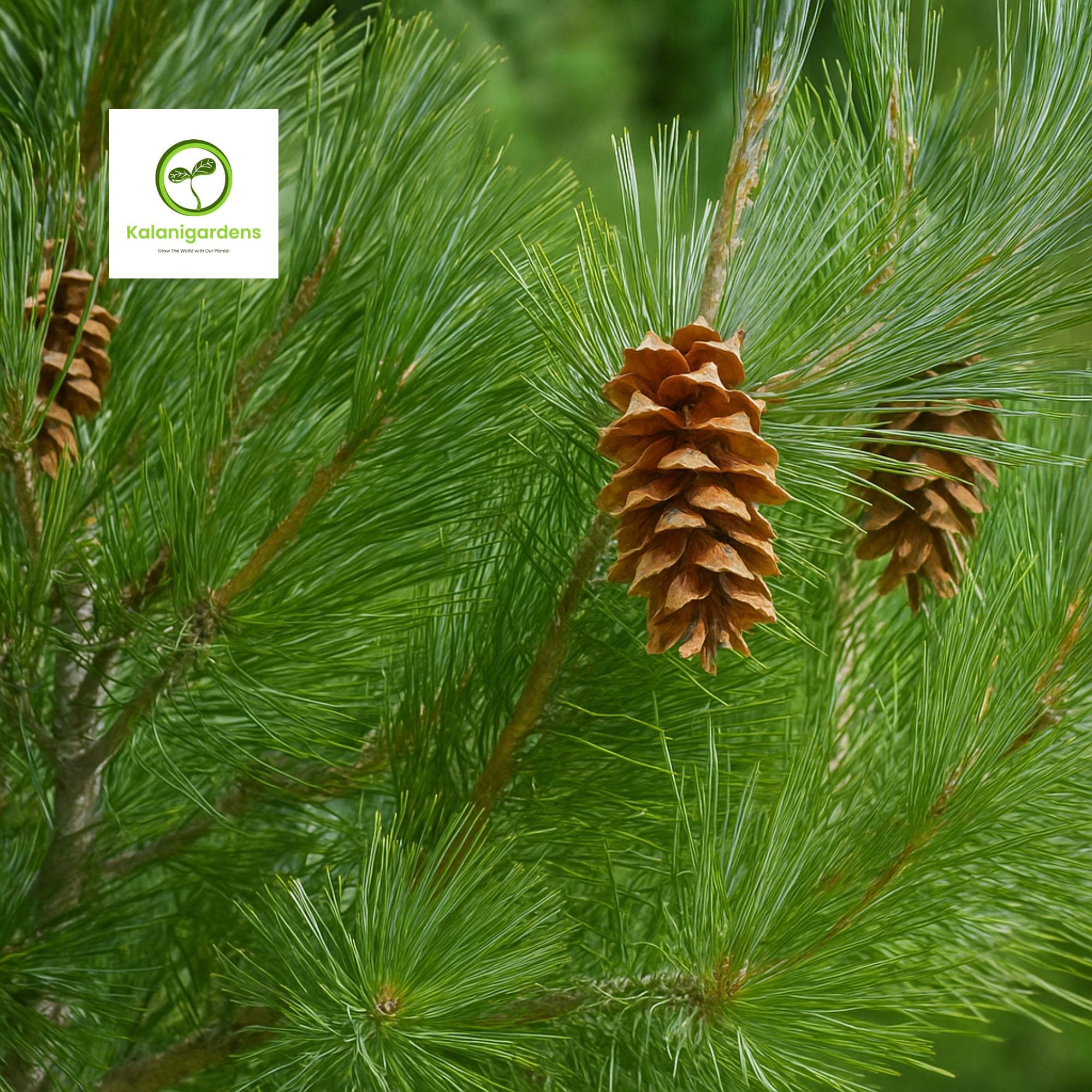Southwestern White Pine Tree (pinus Strobiformis), Cold Hardy, Fast ...