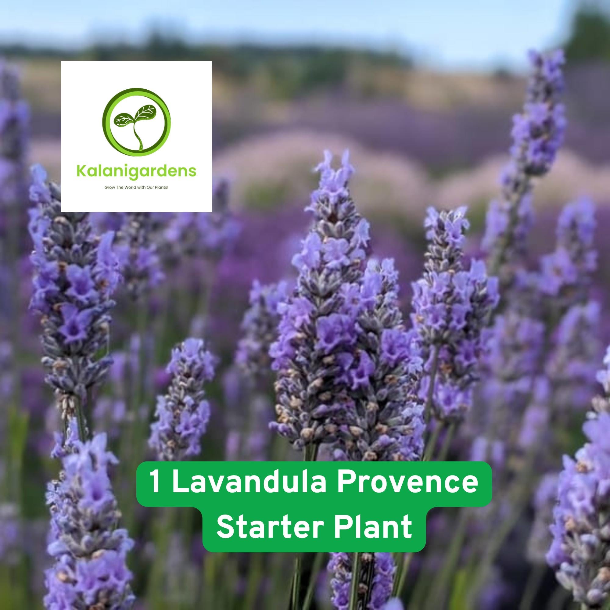 French Lavender 'lavandula Provence' Flower Starter Plant, Aromatic ...