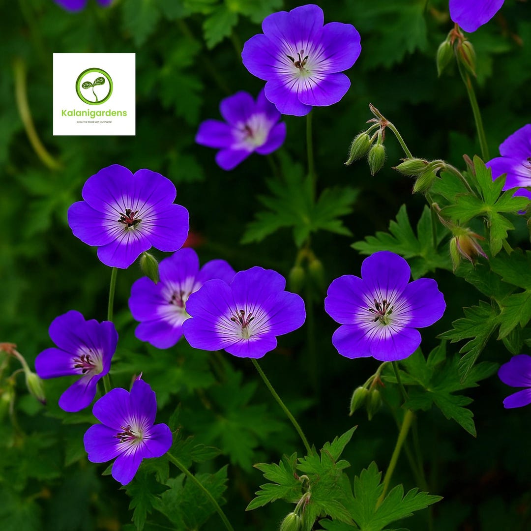 25 Rozanne Geranium Seeds (gerwat) – Violet-blue Hardy Perennial for ...
