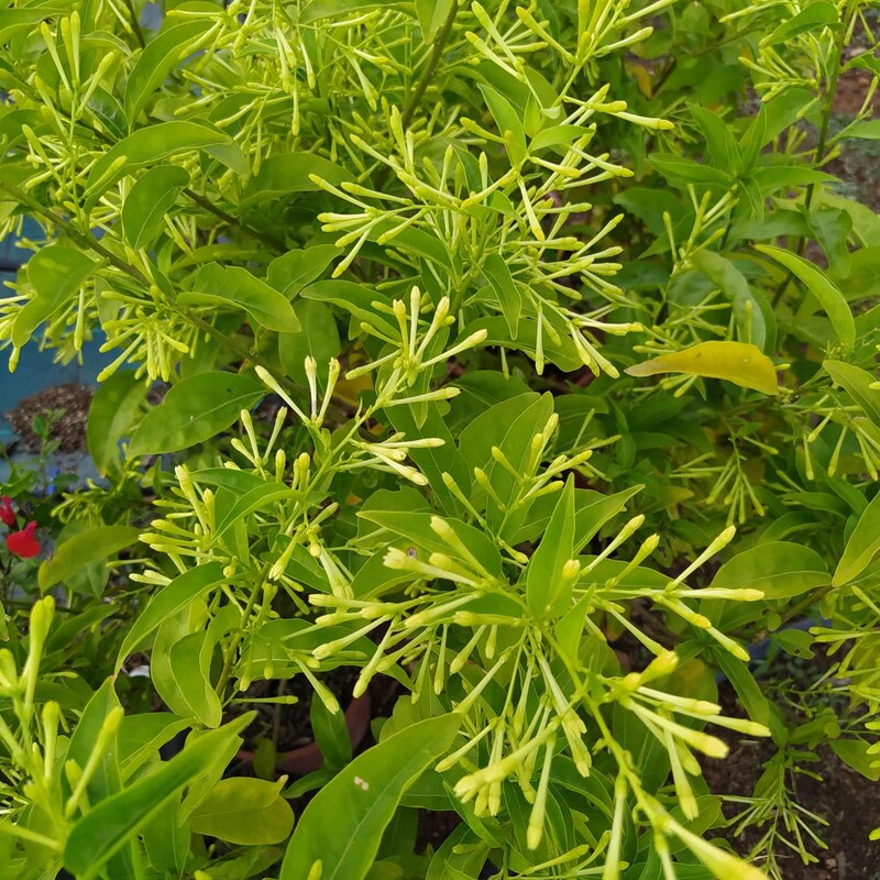 Jasmine live plants - Etsy France