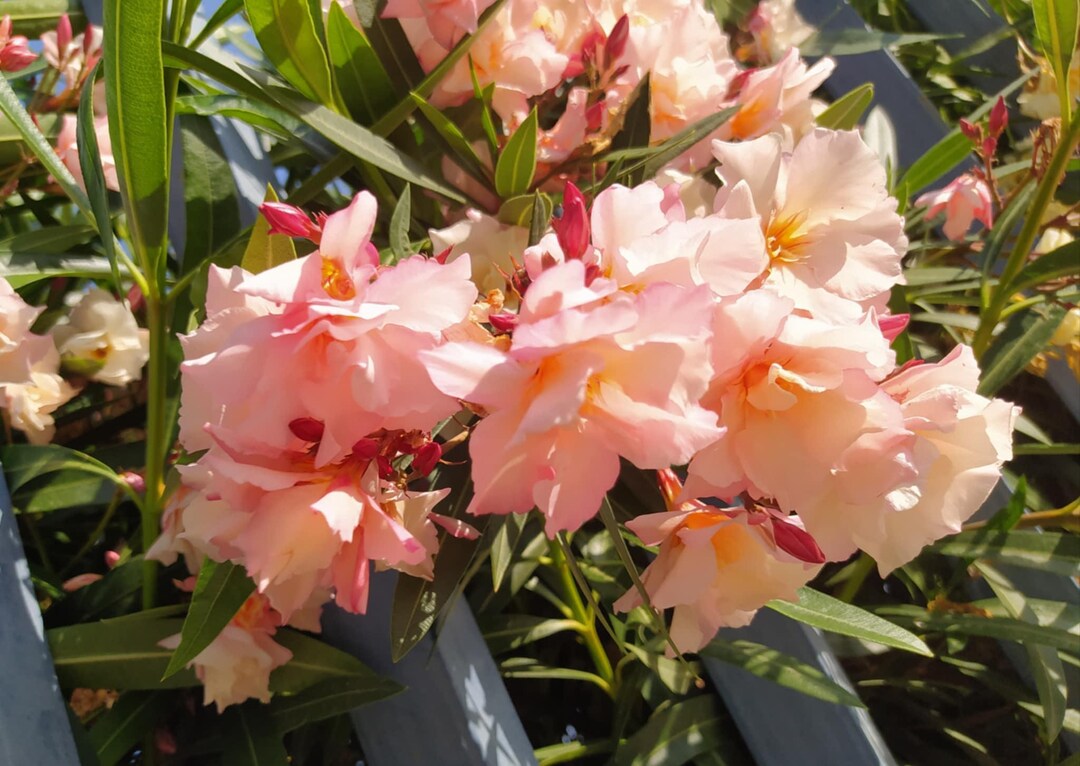Nerium oleander Provence, wurzellose Stecklinge x2 - Etsy.de