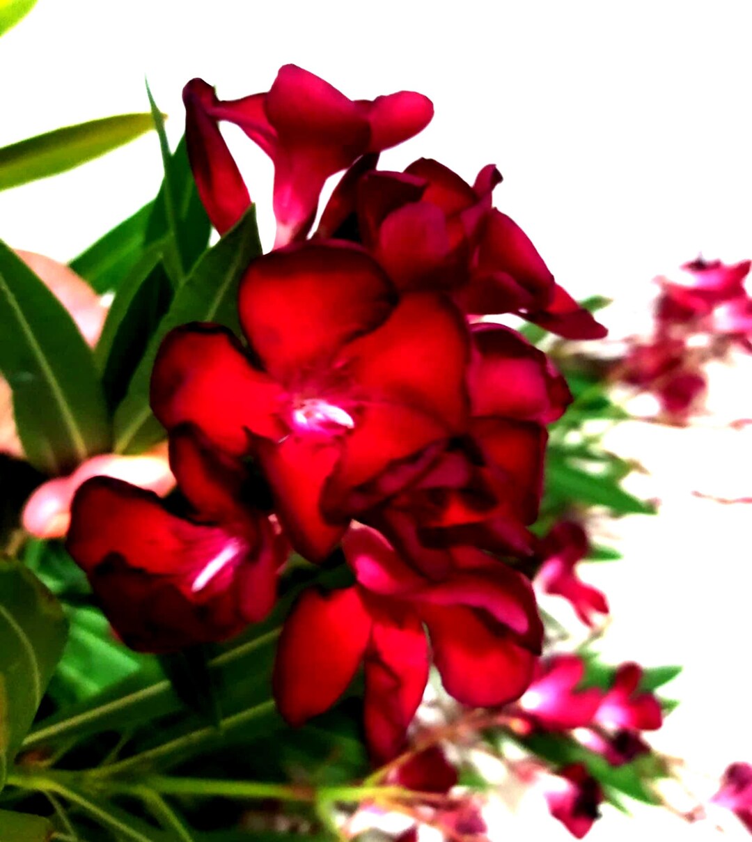 Nerium oleander Samtrot, Topfpflanze - Etsy.de