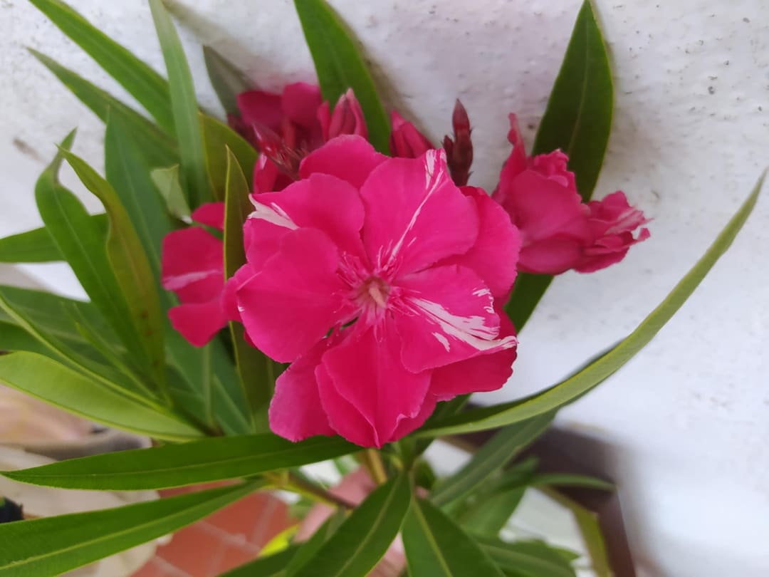 Nerium oleander Double Red, wurzellose Stecklinge x2 - Etsy.de