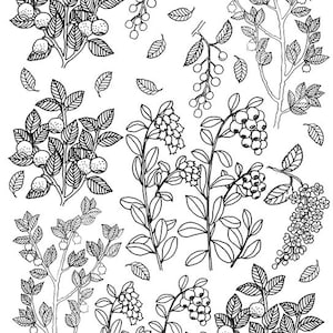 Berries and Leaves, Coloring Sheet, Printable Berries, Instant Download ...