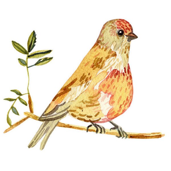 Linnet - Etsy