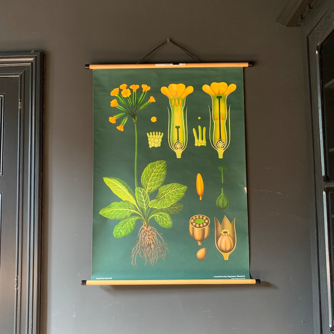 Vintage Original Natural History Pull Down School Primrose Illustration ...