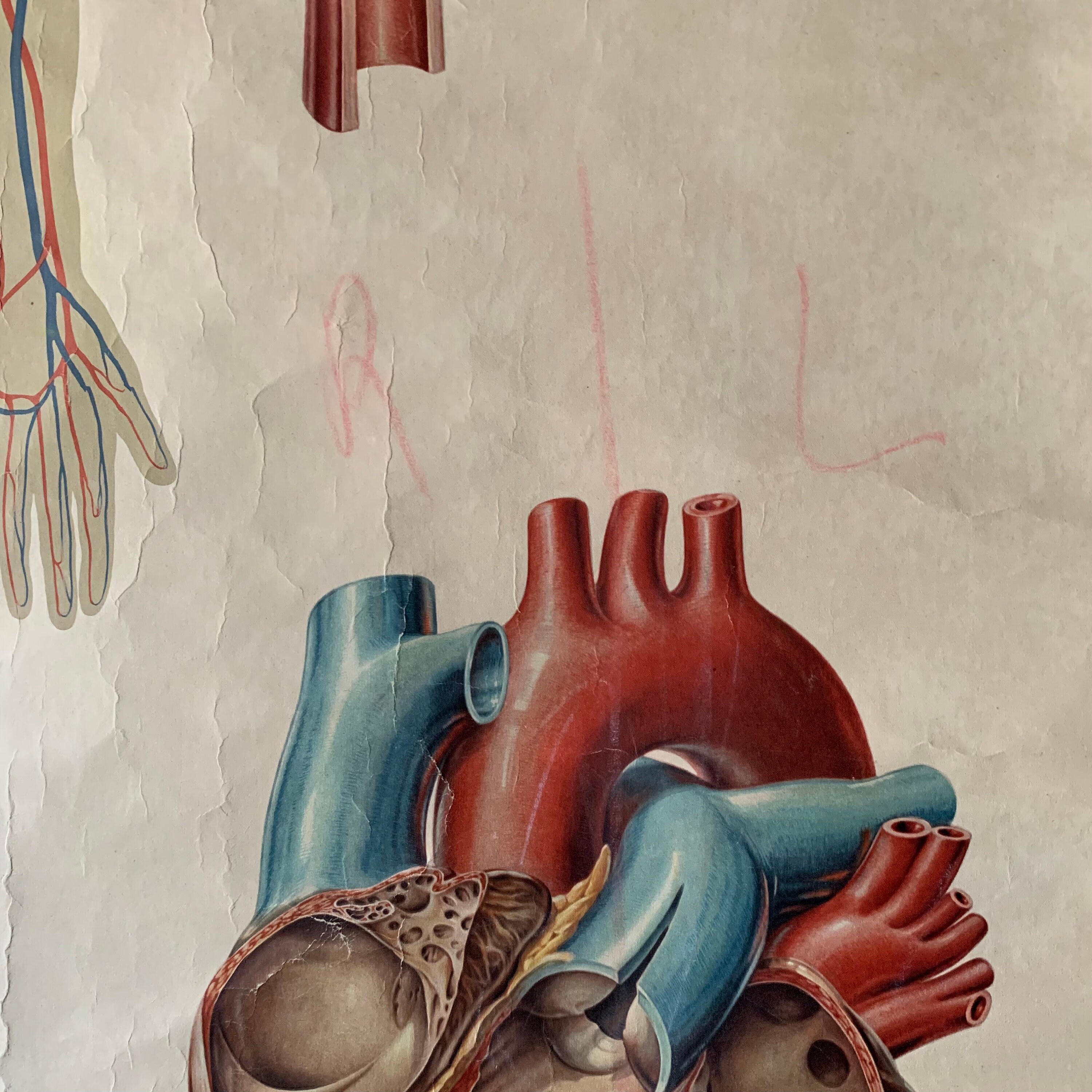 Vintage Original Human Body Blood Circulation Pull Down School Chart ...