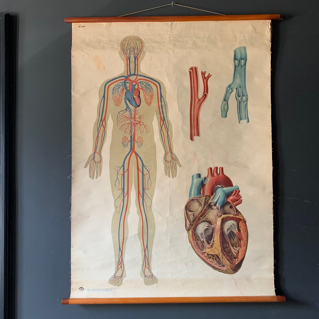 Vintage Original Human Body Blood Circulation Pull Down School Chart ...