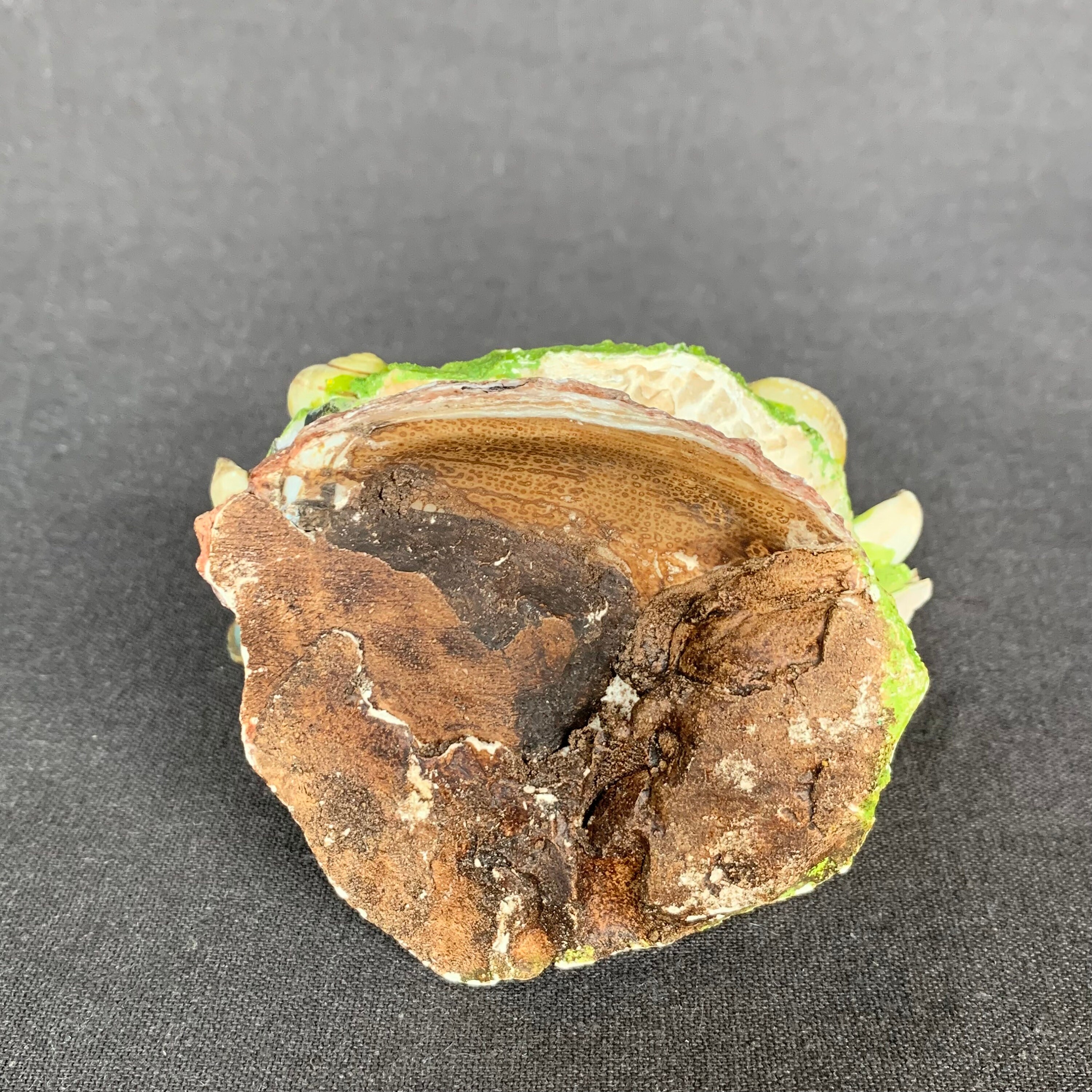 Vintage Kitsch Collectibles Seashells Art Travel Souvenir. - Etsy