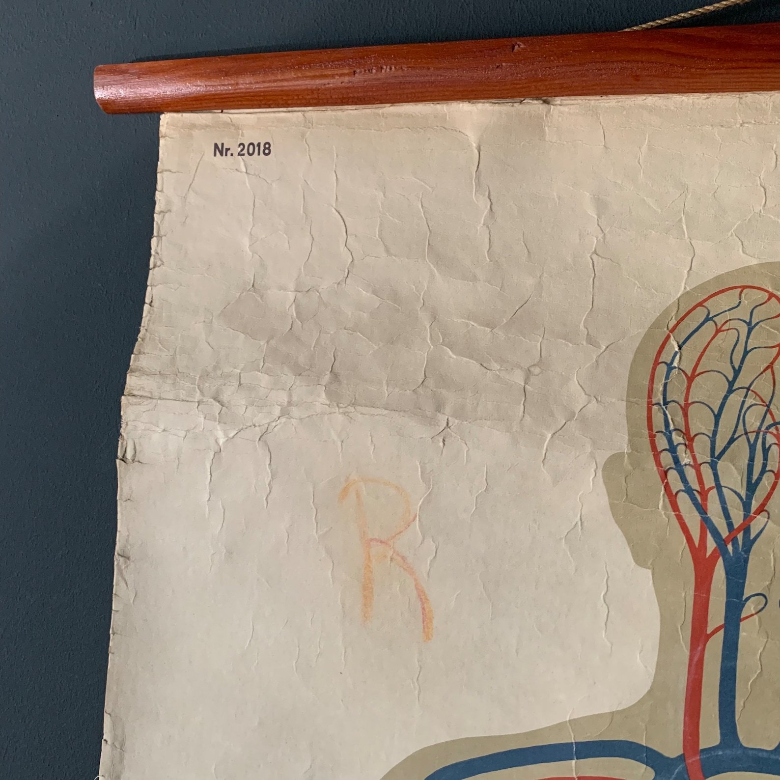 Vintage Original Human Body Blood Circulation Pull Down School Chart ...