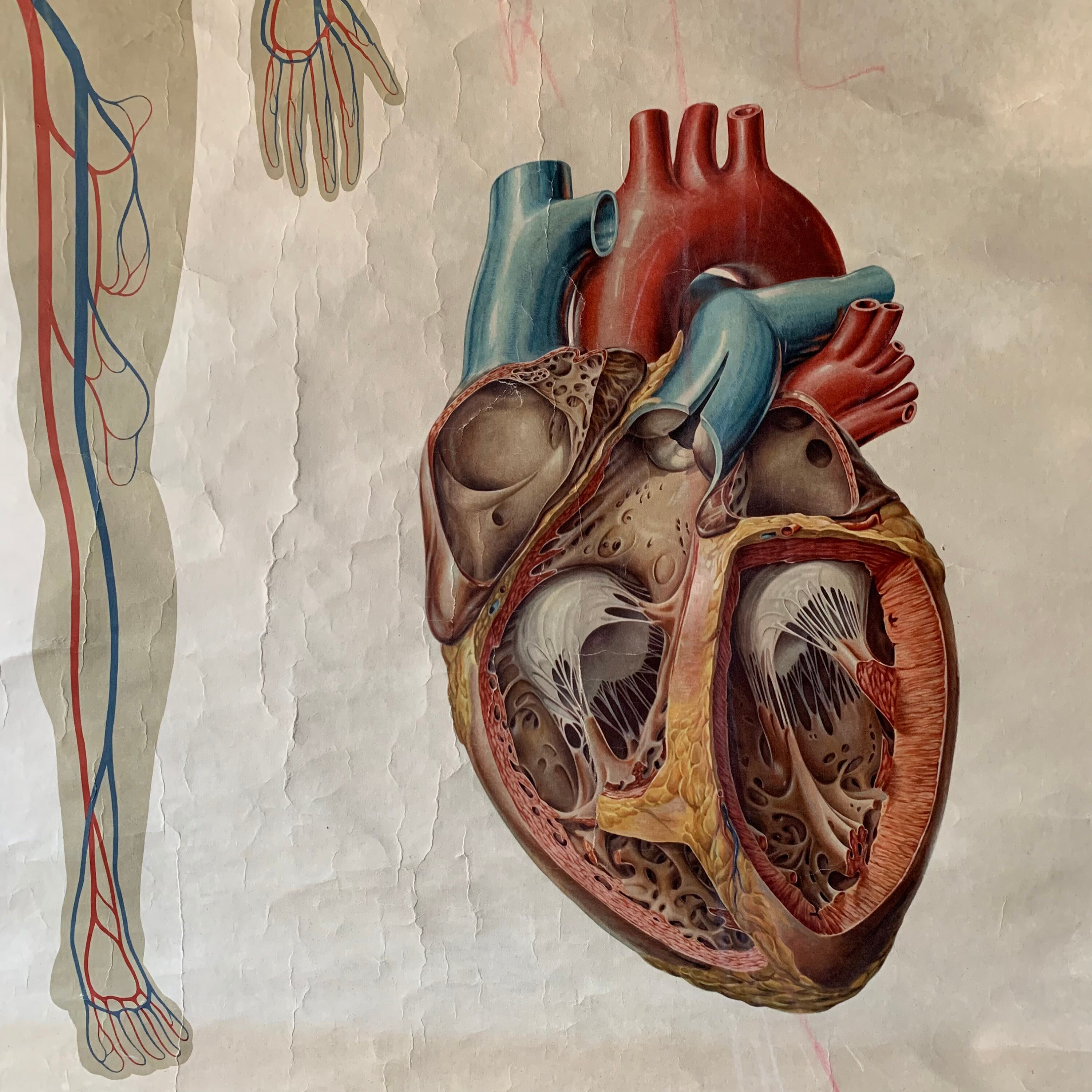 Vintage Original Human Body Blood Circulation Pull Down School Chart ...