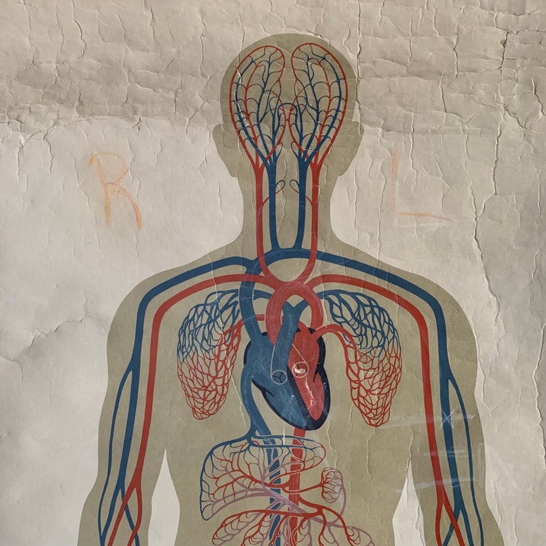 Vintage Original Human Body Blood Circulation Pull Down School Chart ...