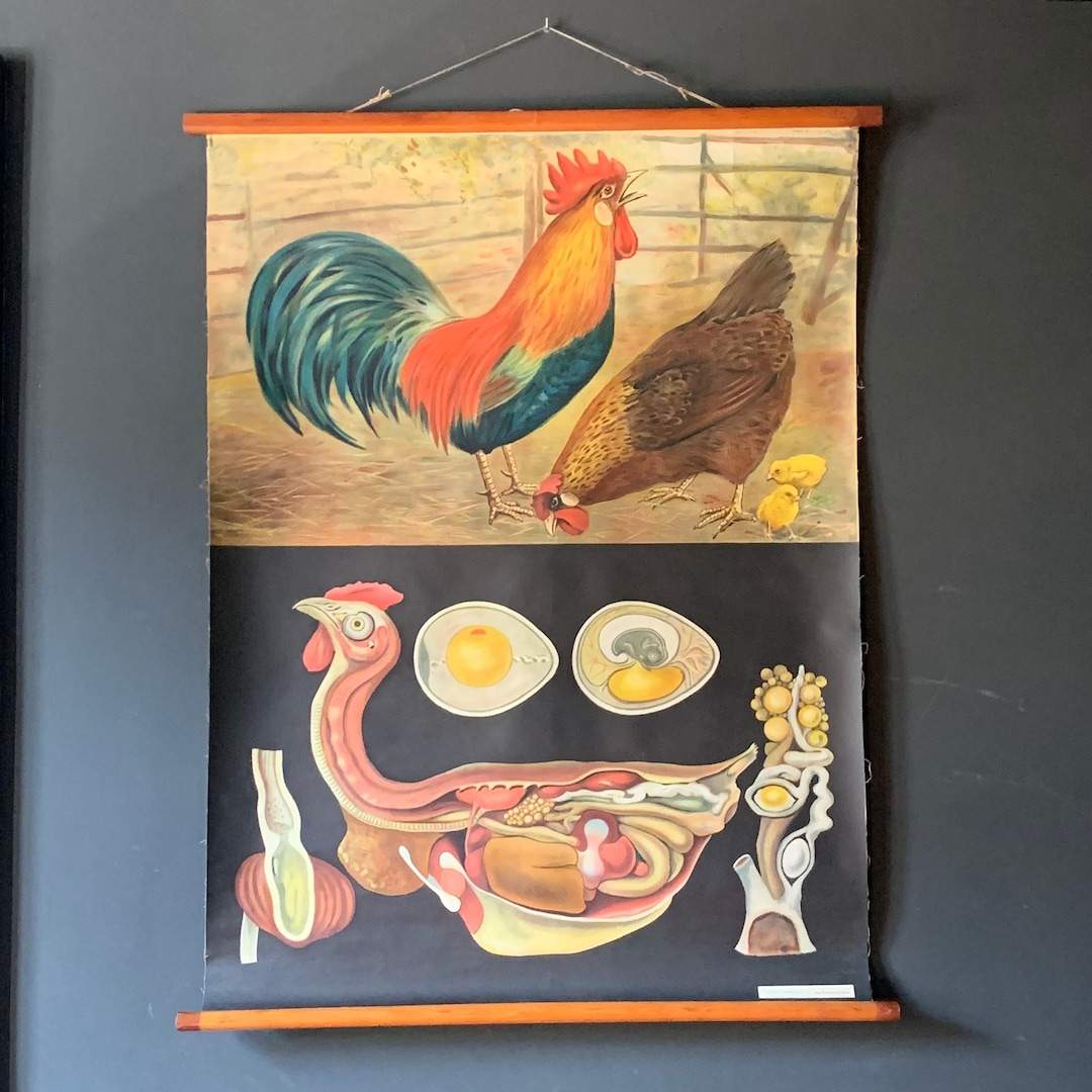 Vintage Original Cock Hen and Chicks Pull Down School Chart. Retro ...